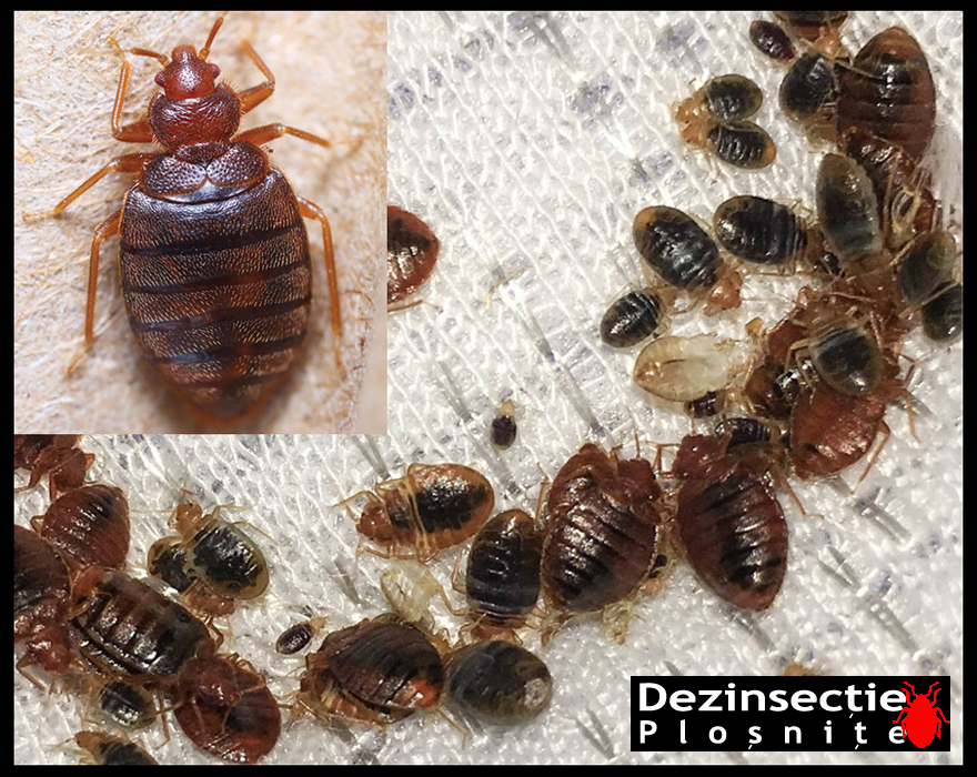 Cum arata plosnitele | Cum arata muscaturile de plosnite